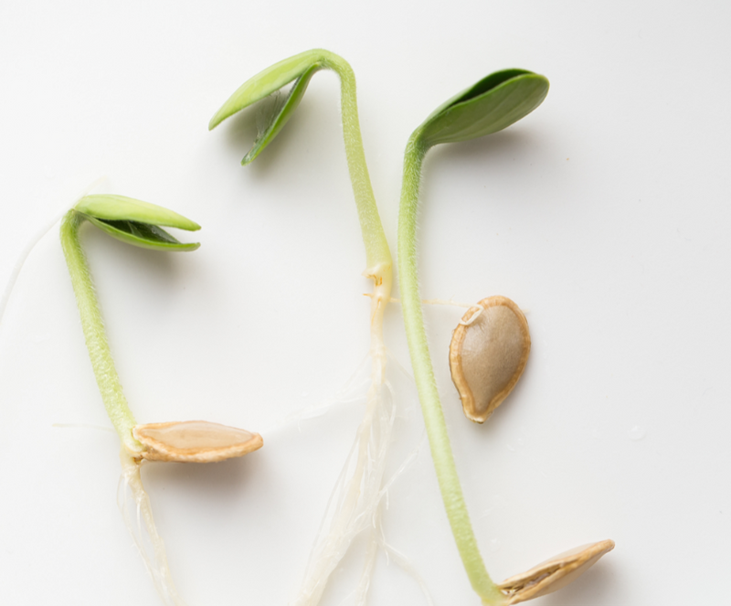 Premium Organic Soil and Fertilizers - GreenGro Biologicals